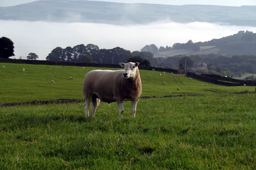 Pedigree Lleyn Sheep For Sale | Fort Lleyn Breeders