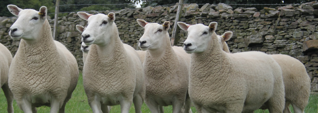 Female Lleyn Sheep For Sale. Yorkshire. Brightonhouse Farm